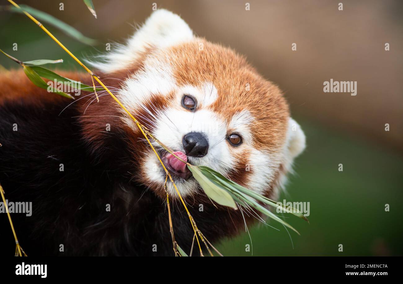 Cute Red Panda Eating