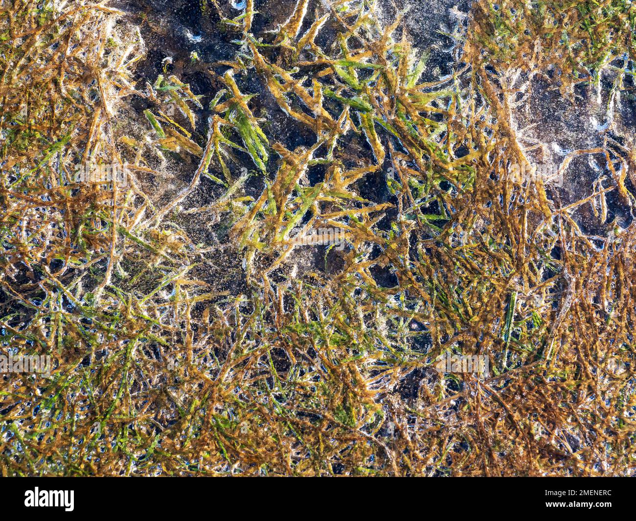 Gass frozen into ice on a watermeadow in Ambleside, Lake District, UK ...