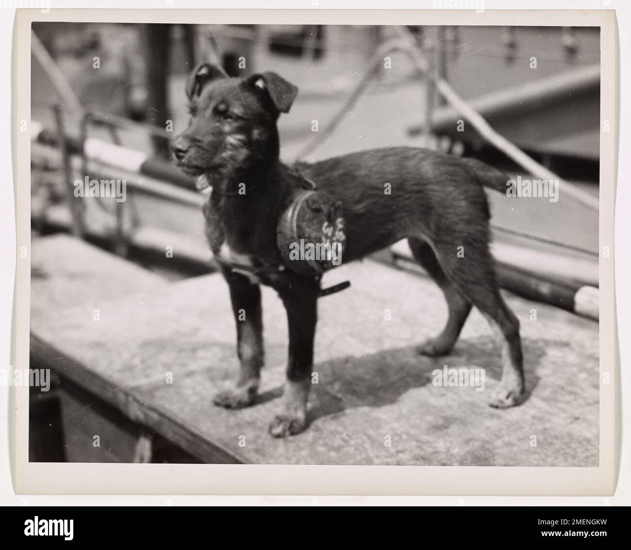 'Knobby,' a mongrel pup, served as a mascot aboard a Coast Guard Rescue ...