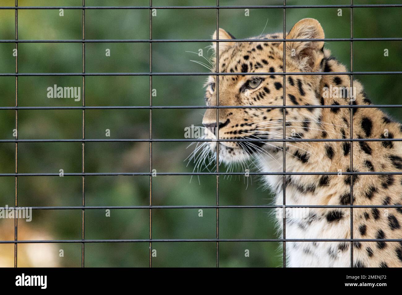 Leopard at the fence hi-res stock photography and images - Alamy