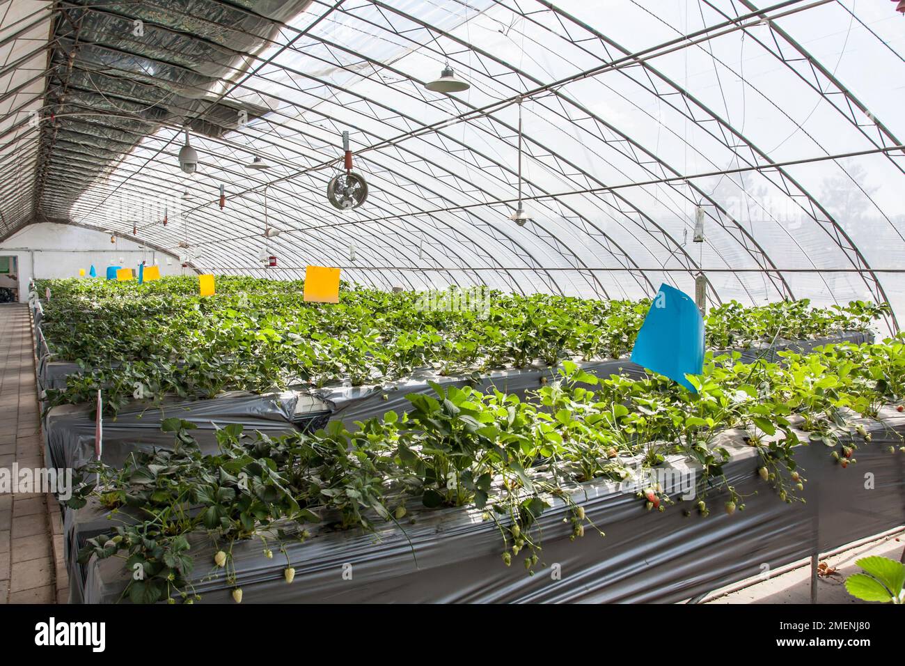 A beautiful shot of plants inside of a green house Stock Photo - Alamy