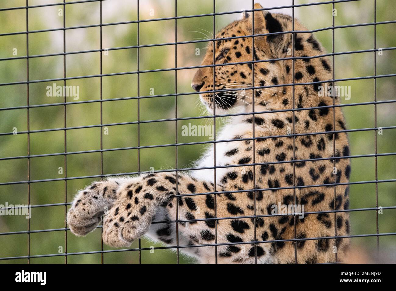 A leopard behind a fence Stock Photo - Alamy