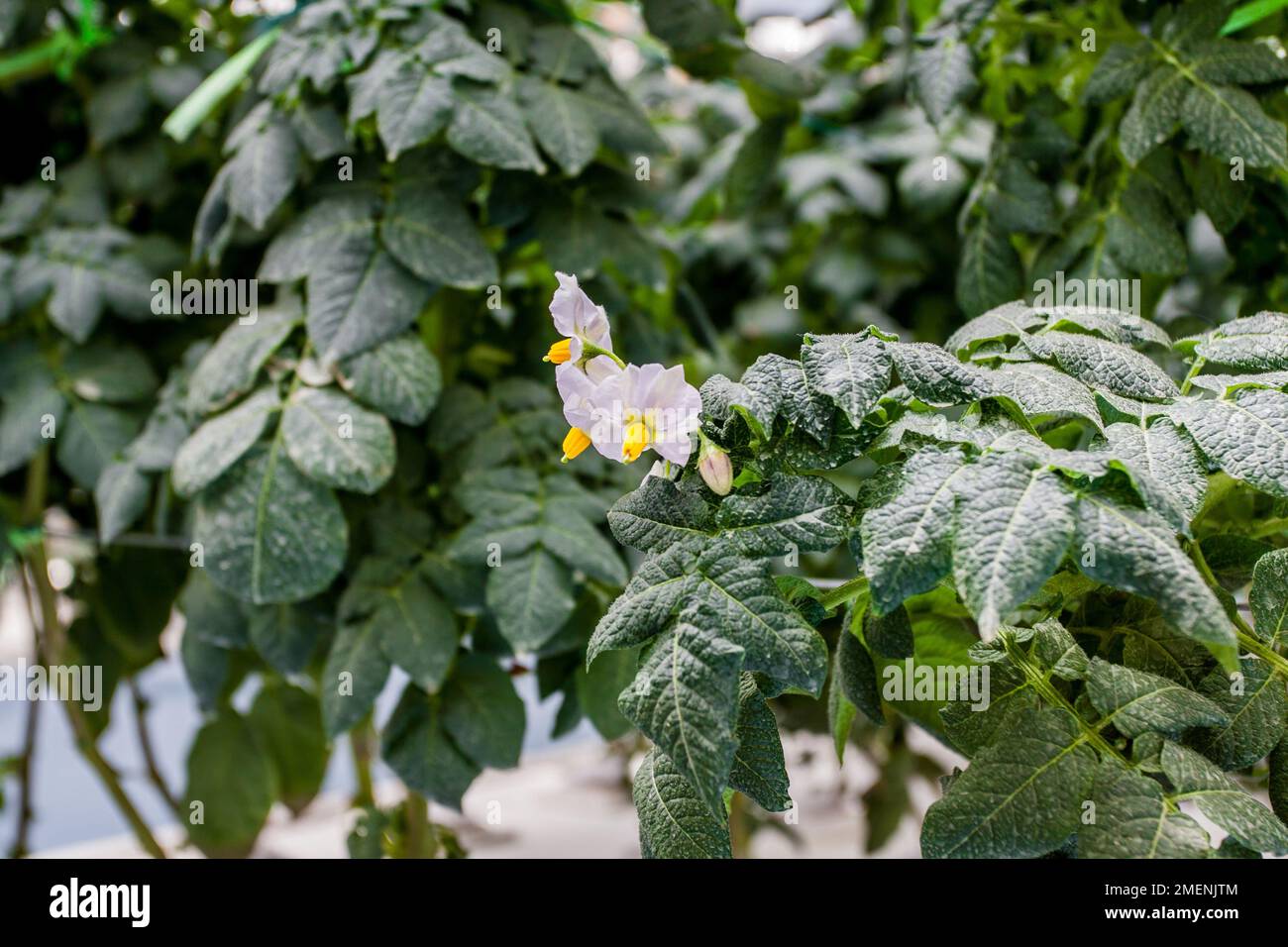 Solanum jamesii hi-res stock photography and images - Alamy