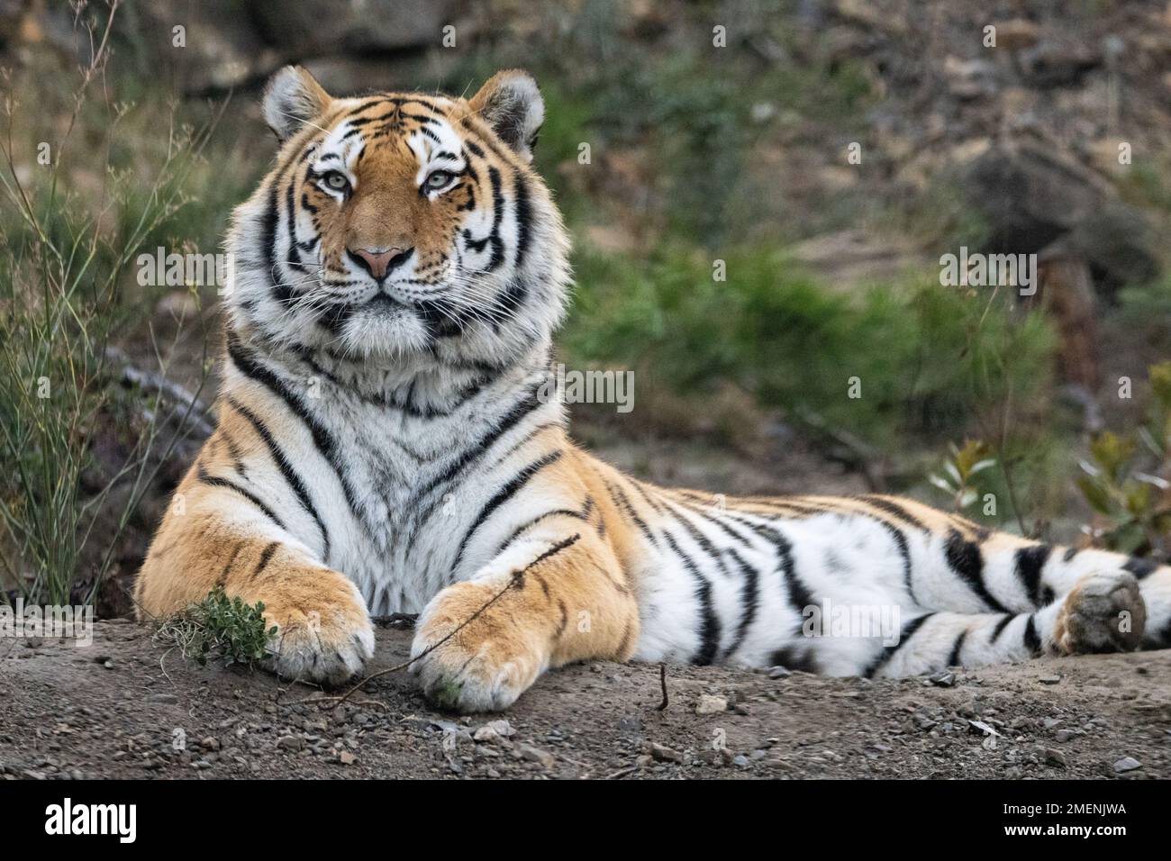 A tiger lying on rocky ground Stock Photo - Alamy