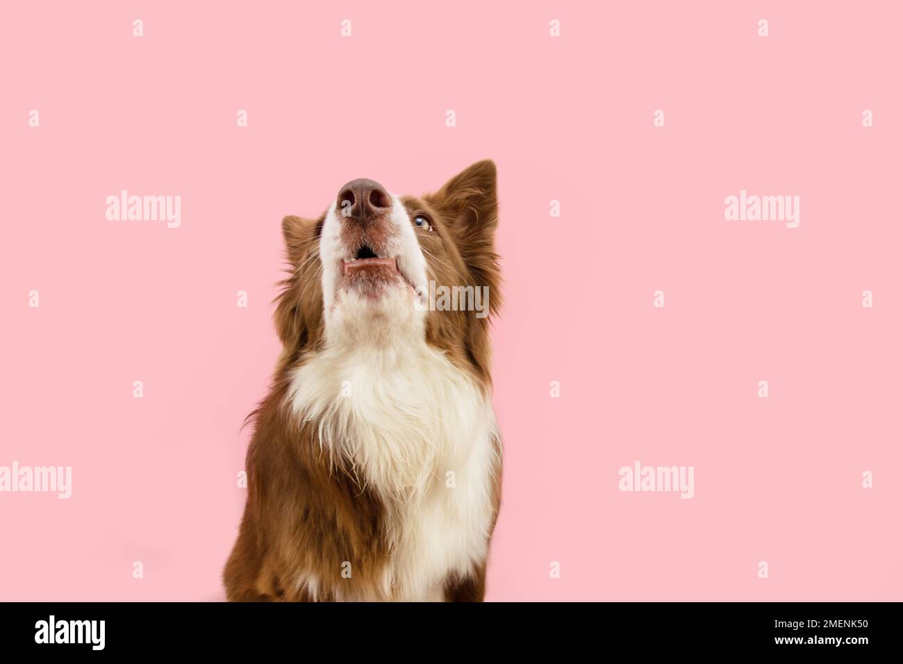 Funny Surprised Dog Face