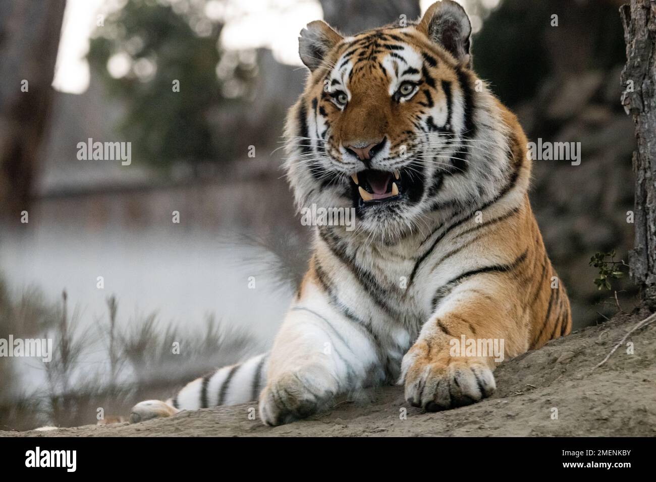 A tiger lying on rocky ground Stock Photo - Alamy