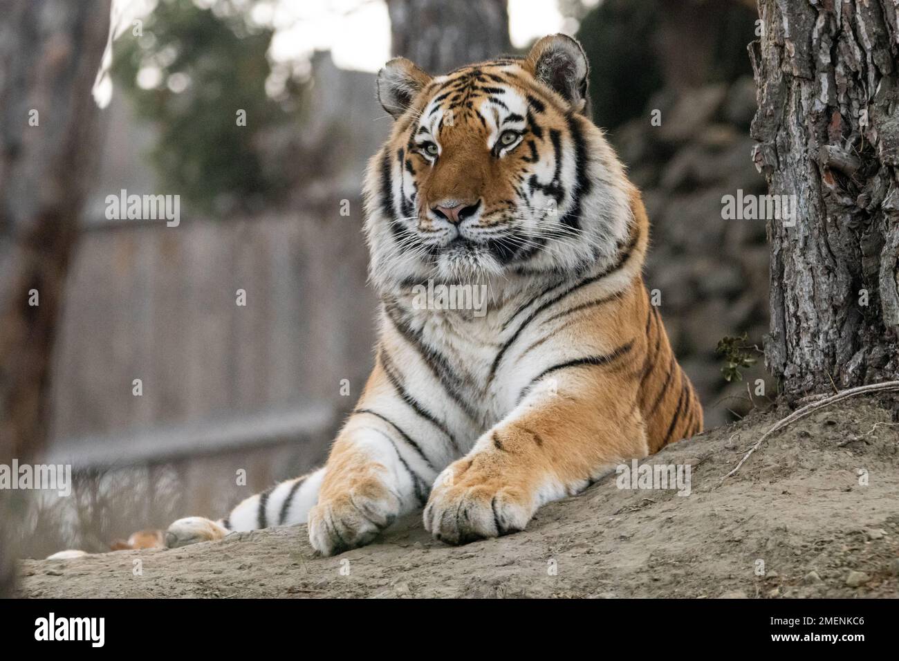 A tiger lying on rocky ground Stock Photo - Alamy