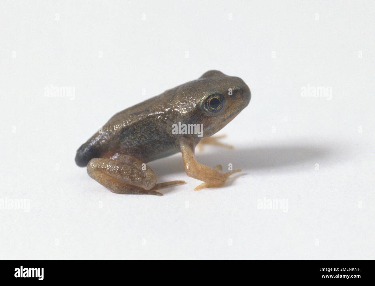 FROGLET, SIDE VIEW, BROWN, SITTING Stock Photo - Alamy