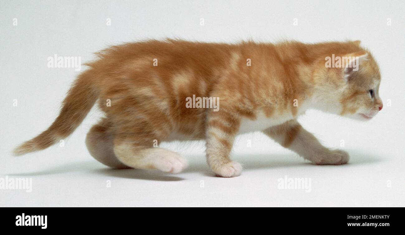 Uncertain gait hi-res stock photography and images - Alamy