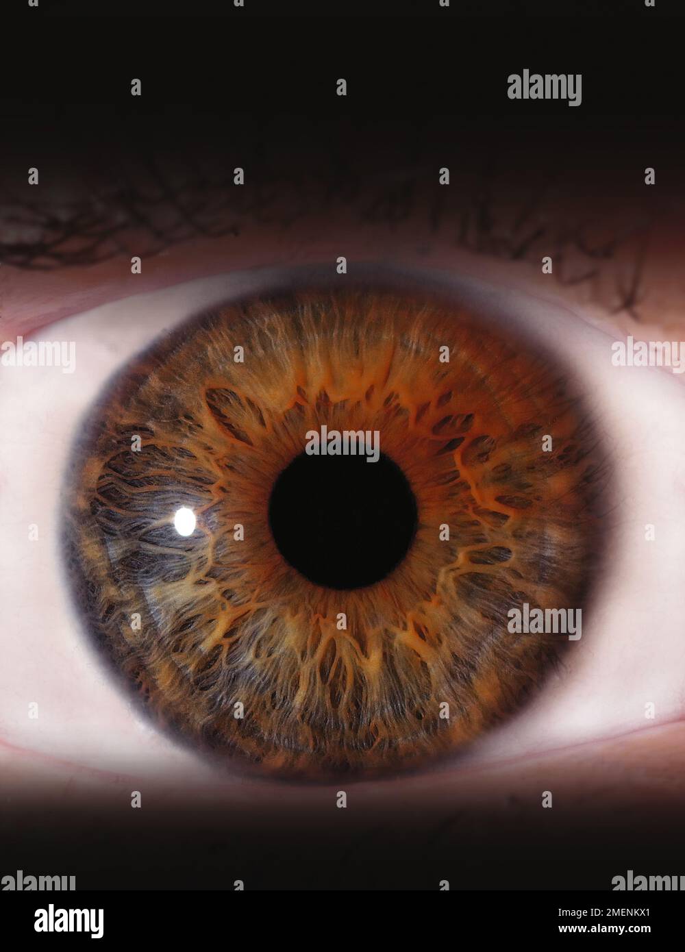 Human eye anatomy hi-res stock photography and images - Alamy