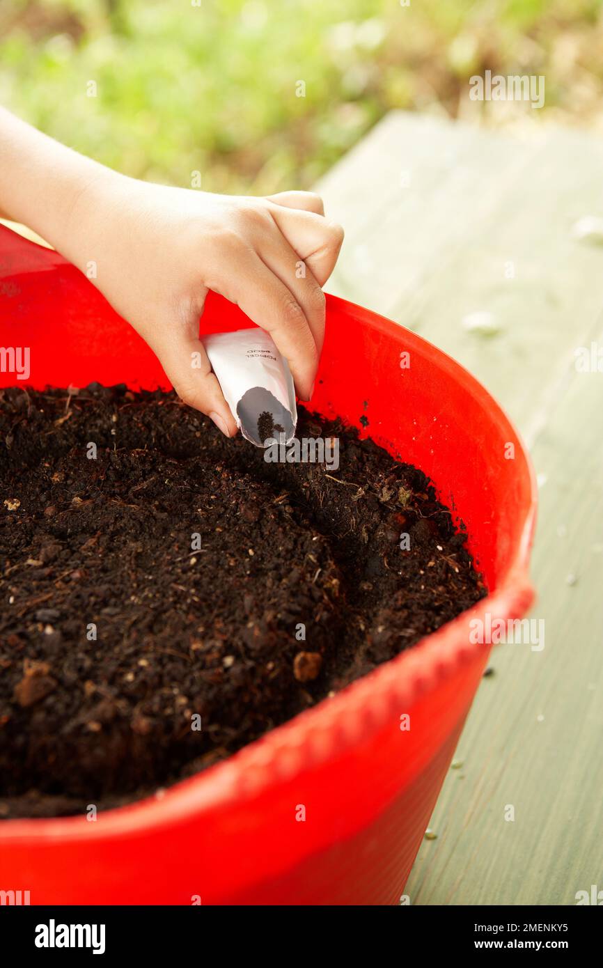 Poppy, hand planting seeds in planter Stock Photo - Alamy