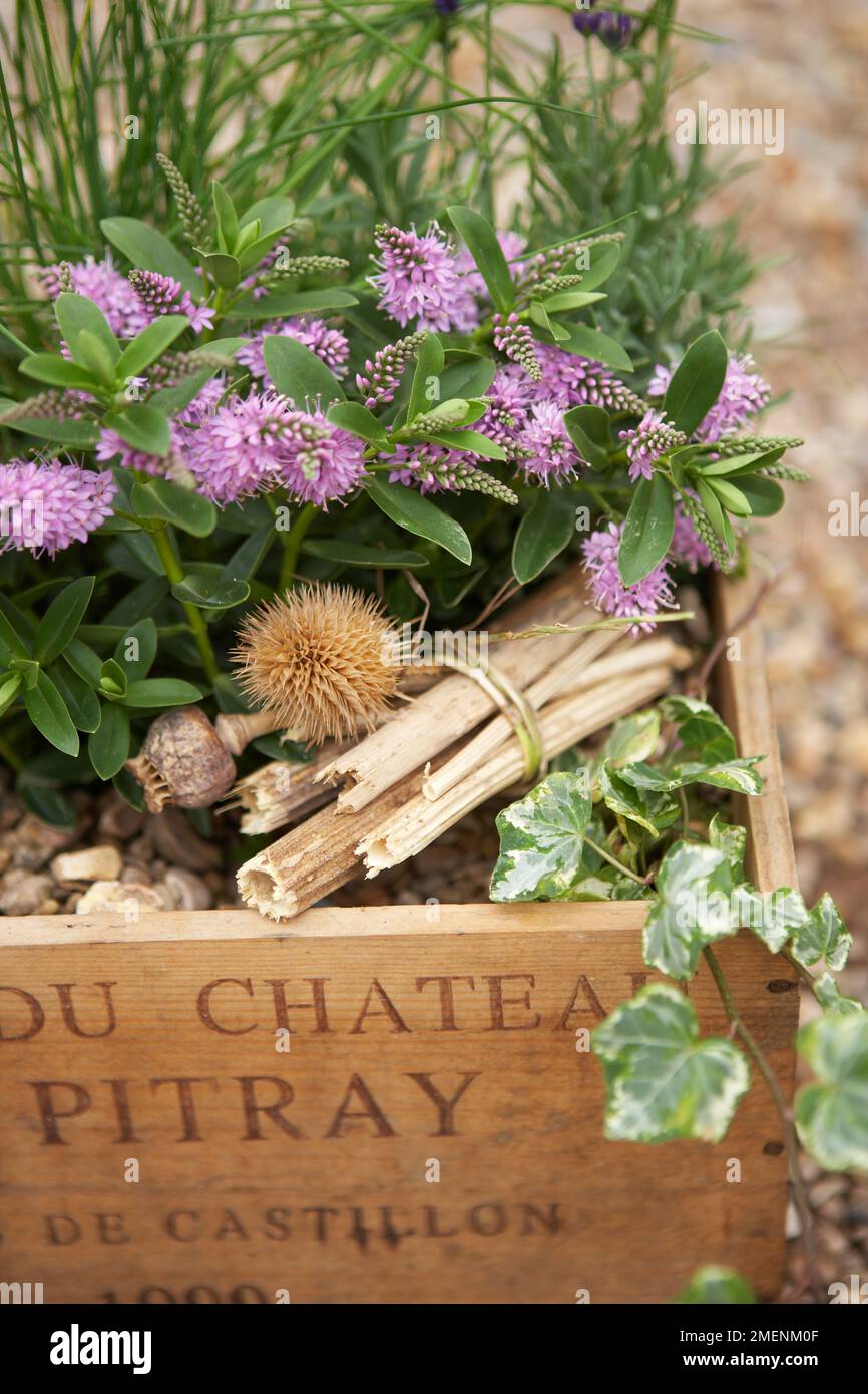 corner shot/close-up of window box with dried thistle Stock Photo - Alamy