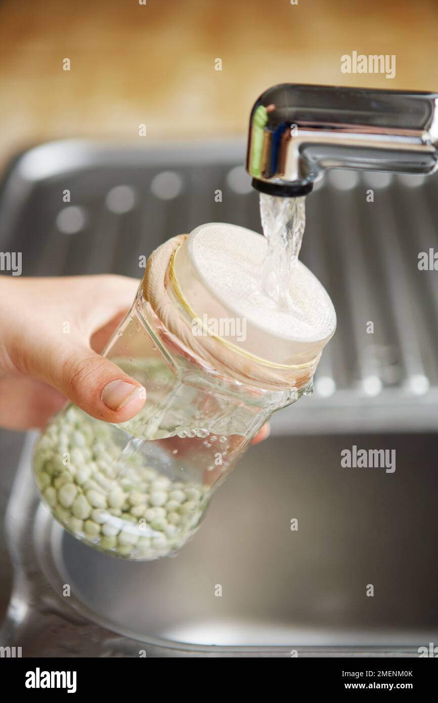 filling jar of snow peas with water under the tap Stock Photo - Alamy