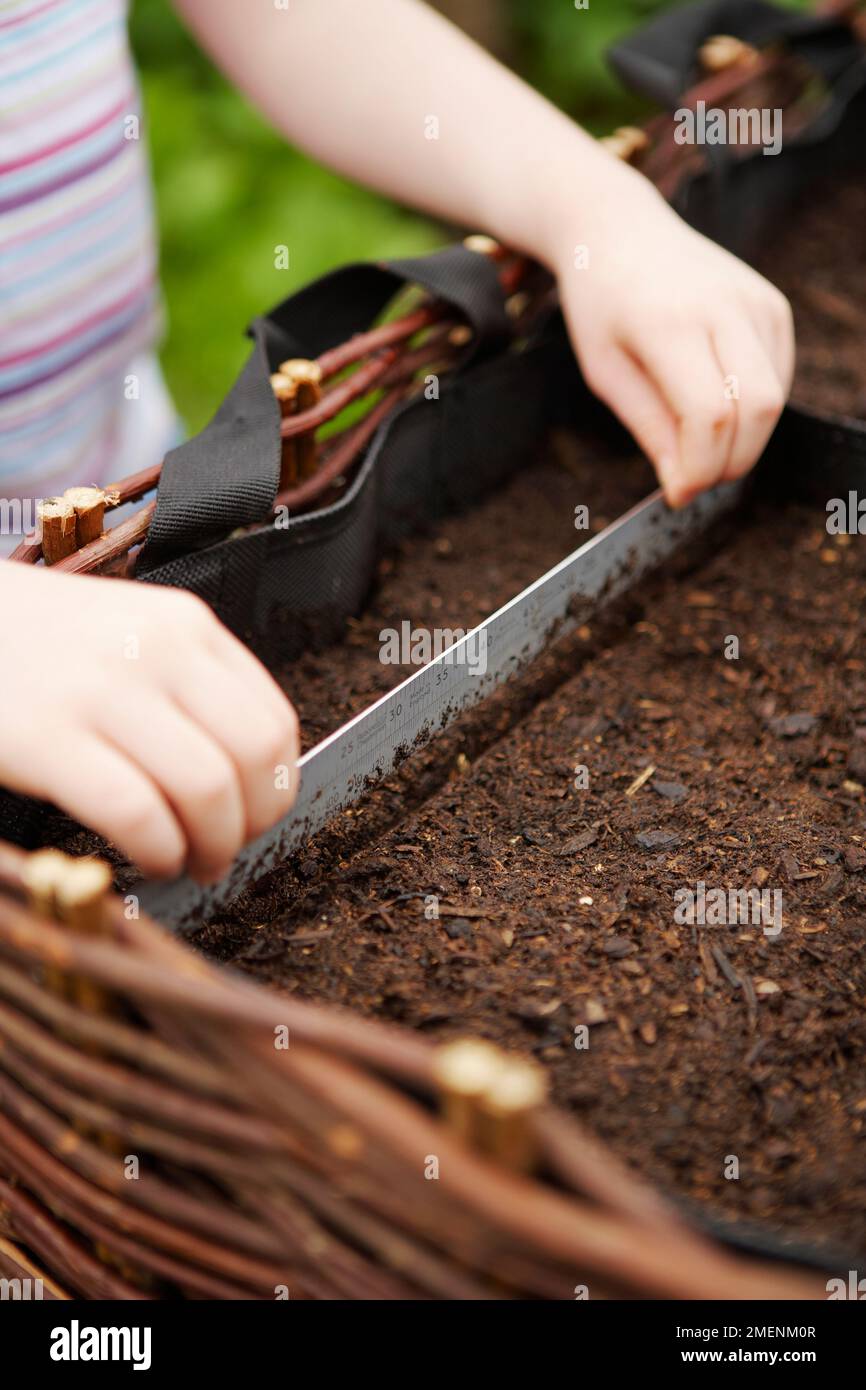 measuring trench in the planter for salad relay Stock Photo - Alamy