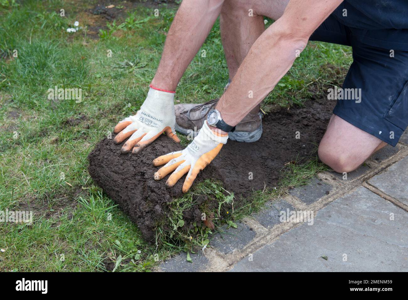 Person rolling up a strip of turf by a garden path Stock Photo - Alamy