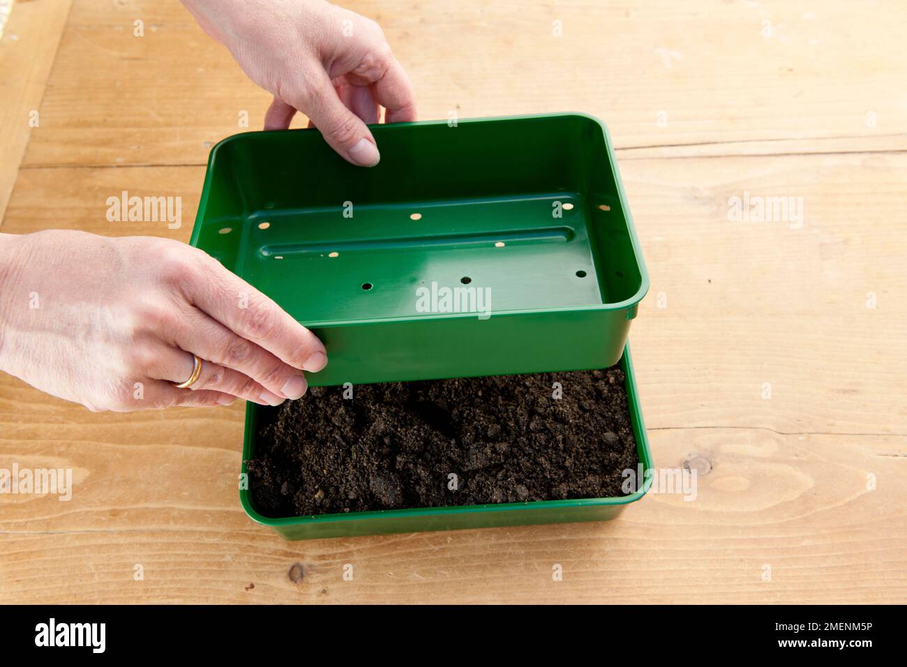 Preparing seed tray to sow vegetable seeds Stock Photo - Alamy