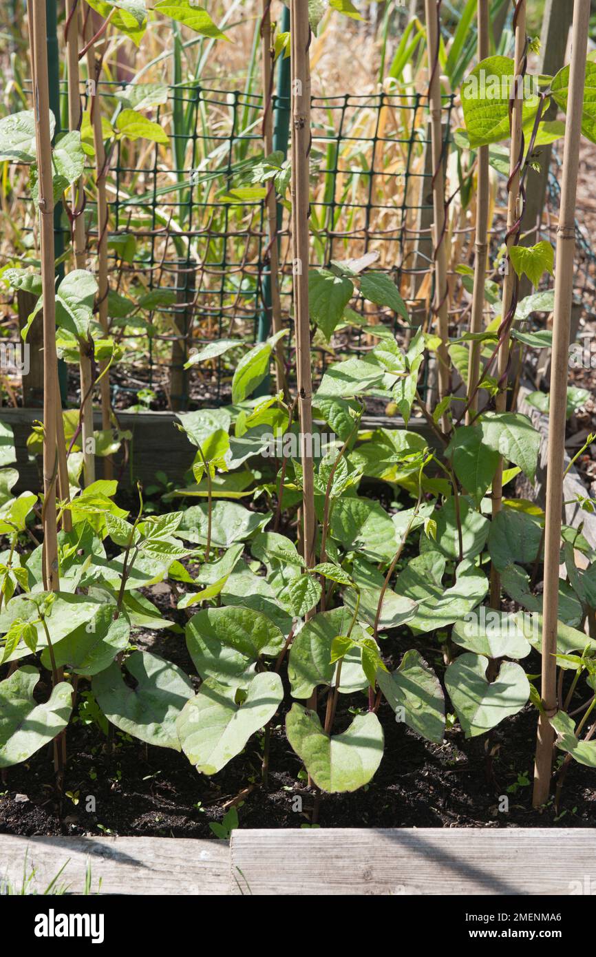 Climbing french bean crops hi-res stock photography and images - Alamy