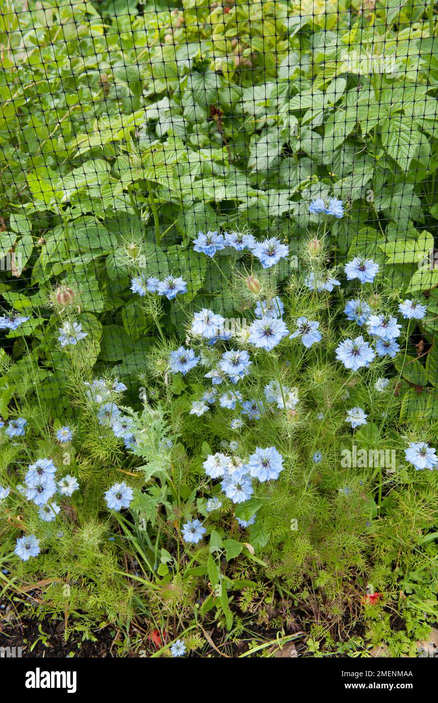 fruit cage, raspberry canes, gooseberry plants, crop protection, bird ...