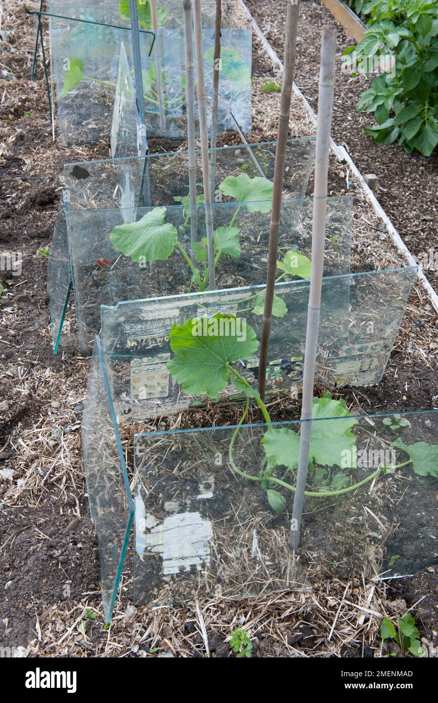 crop protection, cloches, courgettes, vegetable bed, shelter, reclaimed ...