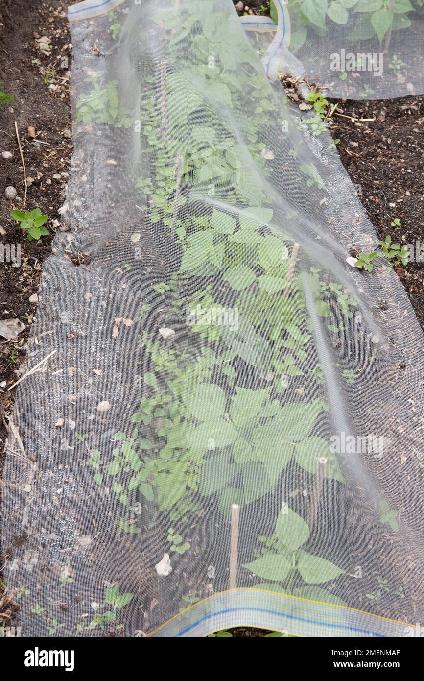 bean seedlings, runner bean, French bean, crop protection, insect ...