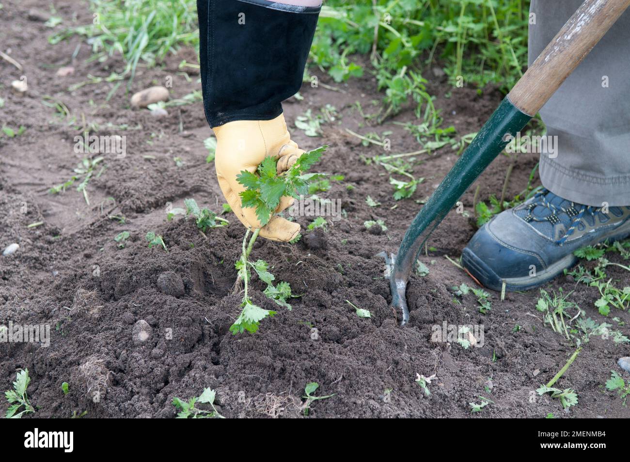 Person in gardening gloves weeding soil using a garden fork to loosen ...