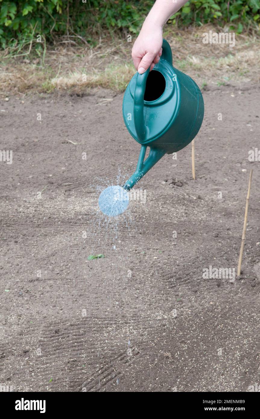 Seeded lawn hi-res stock photography and images - Alamy