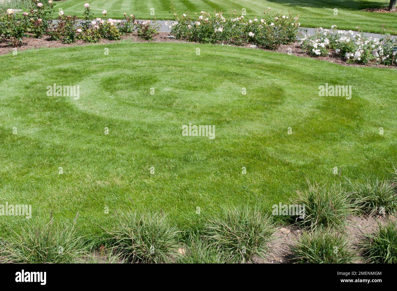 Lawn mowed in rings, surrounded by flower beds Stock Photo - Alamy
