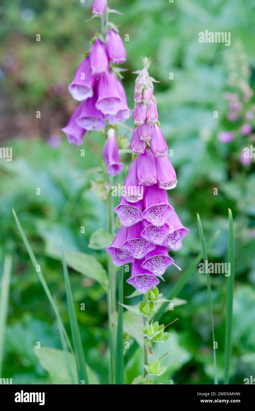 Digitalis digitalis purpurea hi-res stock photography and images - Alamy