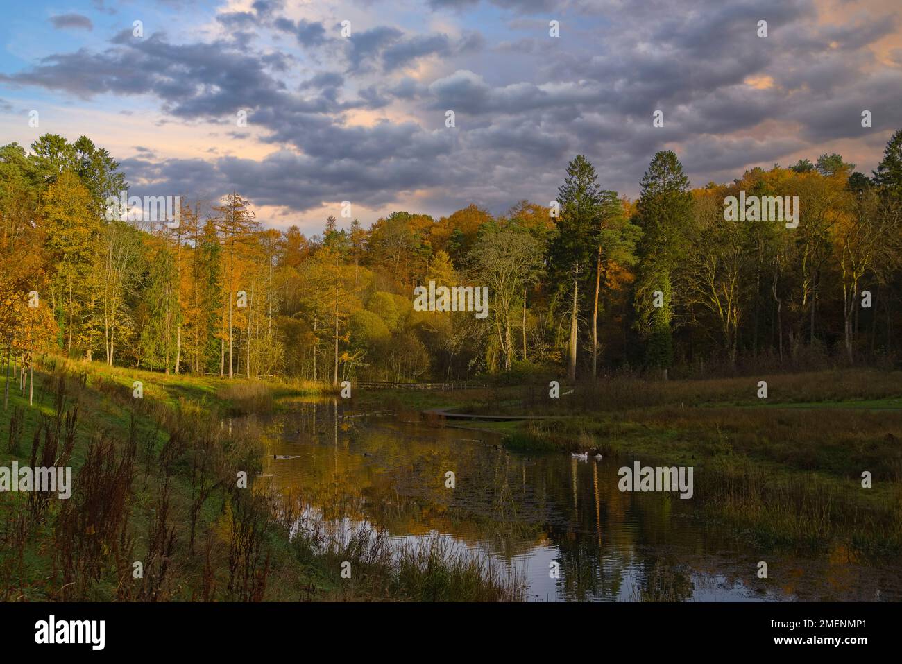 Ancient Woods Of Dean Park and the duck Pond in Kilmarnock in Autumn ...