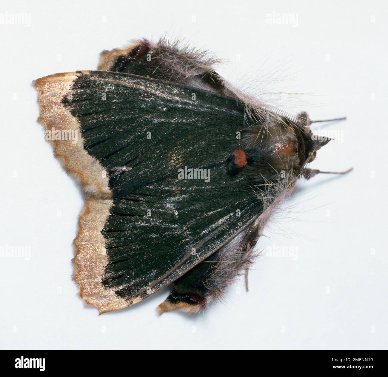 Overhead view of a moth Stock Photo - Alamy