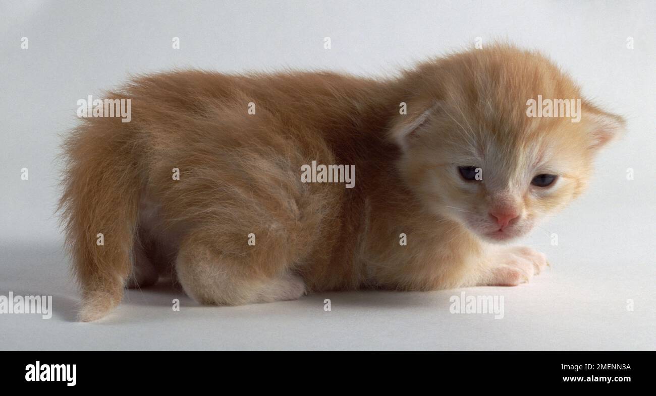 Two week old ginger kitten Stock Photo - Alamy