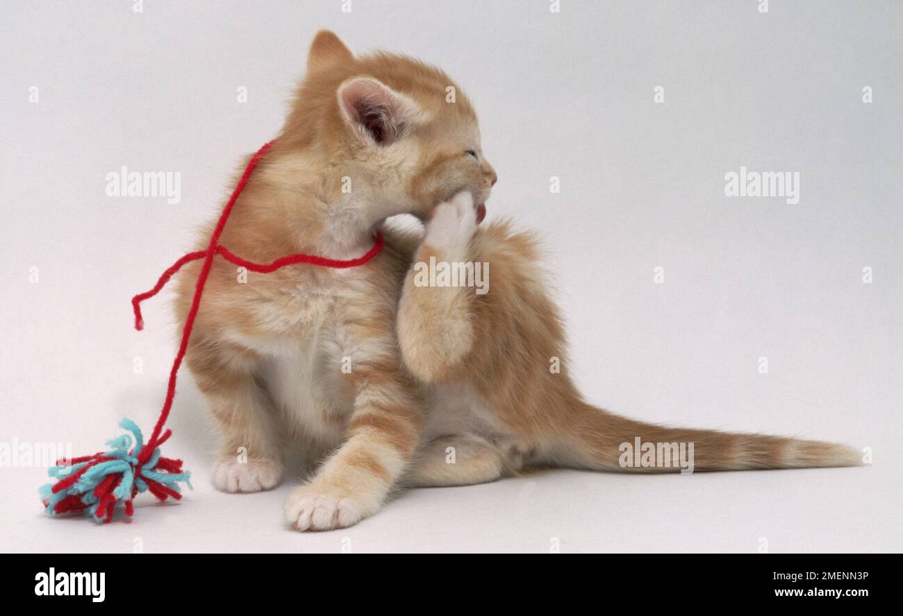 Ginger kitten cleaning foot Stock Photo - Alamy