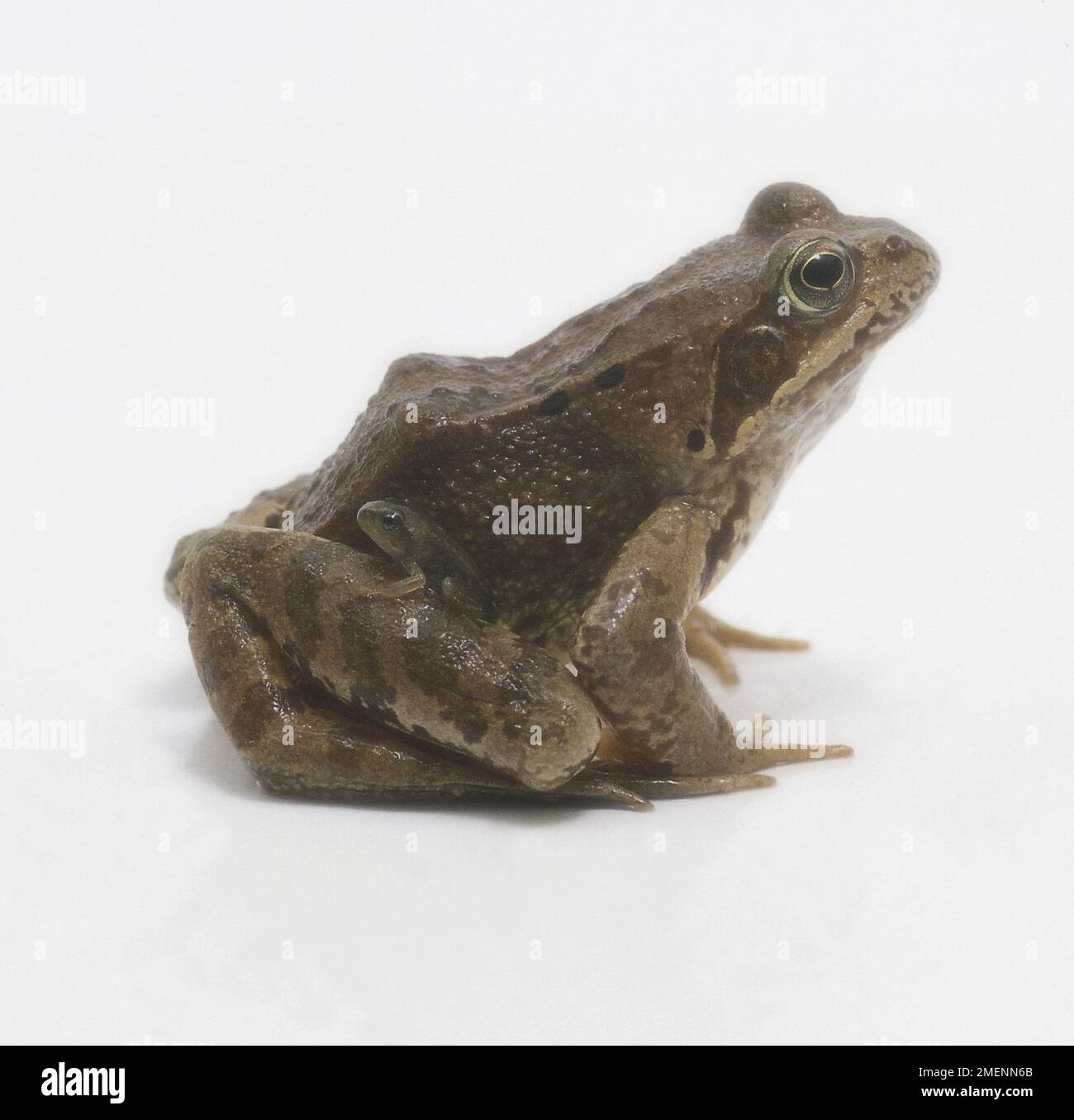 adult brown frog, side view, sitting Stock Photo - Alamy