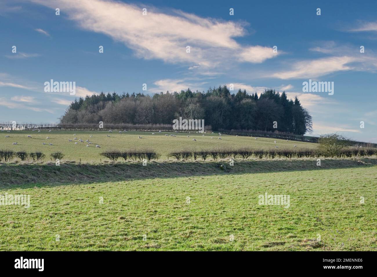 Beautiful Scottish Farmlands in Burns Country with farming fields pine ...