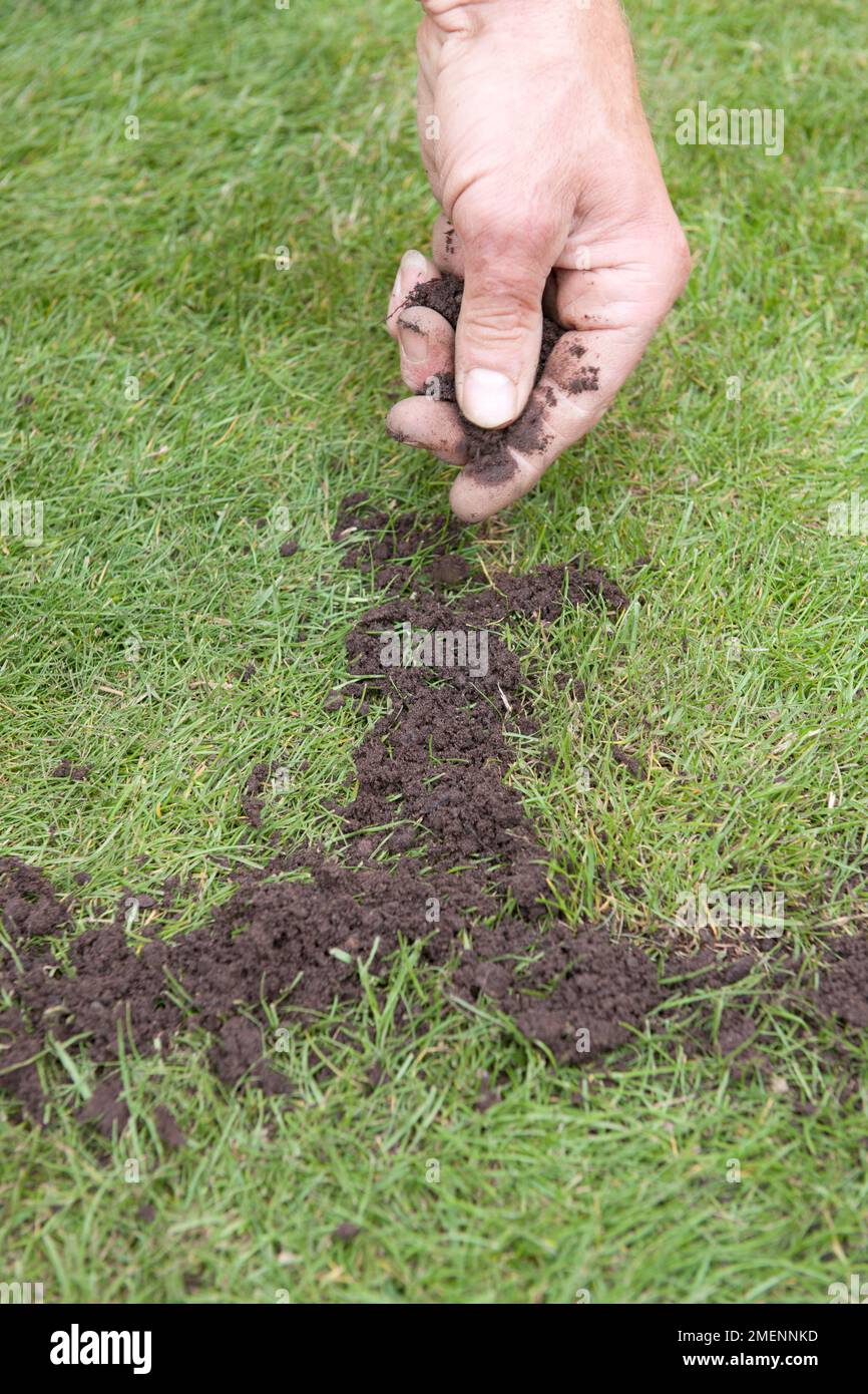Sprinkling top-dressing along edges of freshly laid turf Stock Photo ...