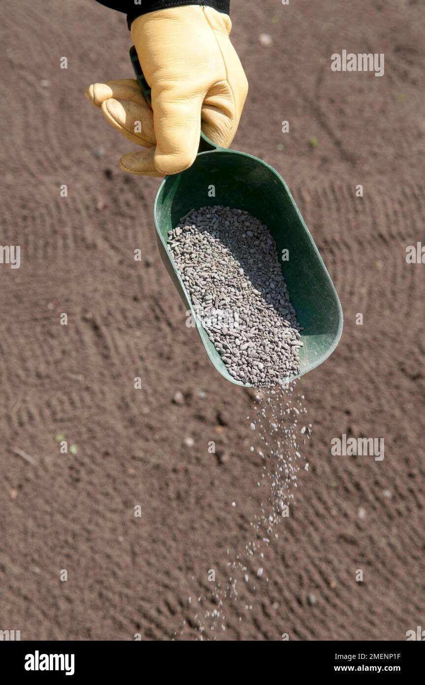 Using scoop to spread fertiliser over newly raked soil surface for lawn ...