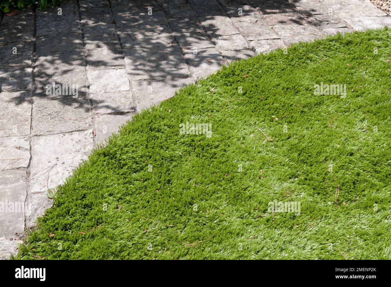 Curved edge of a lawn meeting paving stones, close-up Stock Photo - Alamy