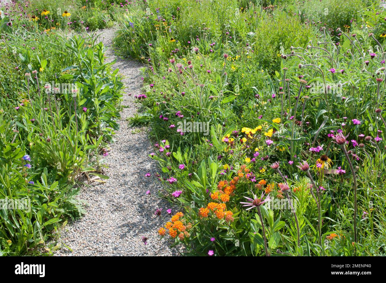 Footpath running through wildflower garden Stock Photo - Alamy