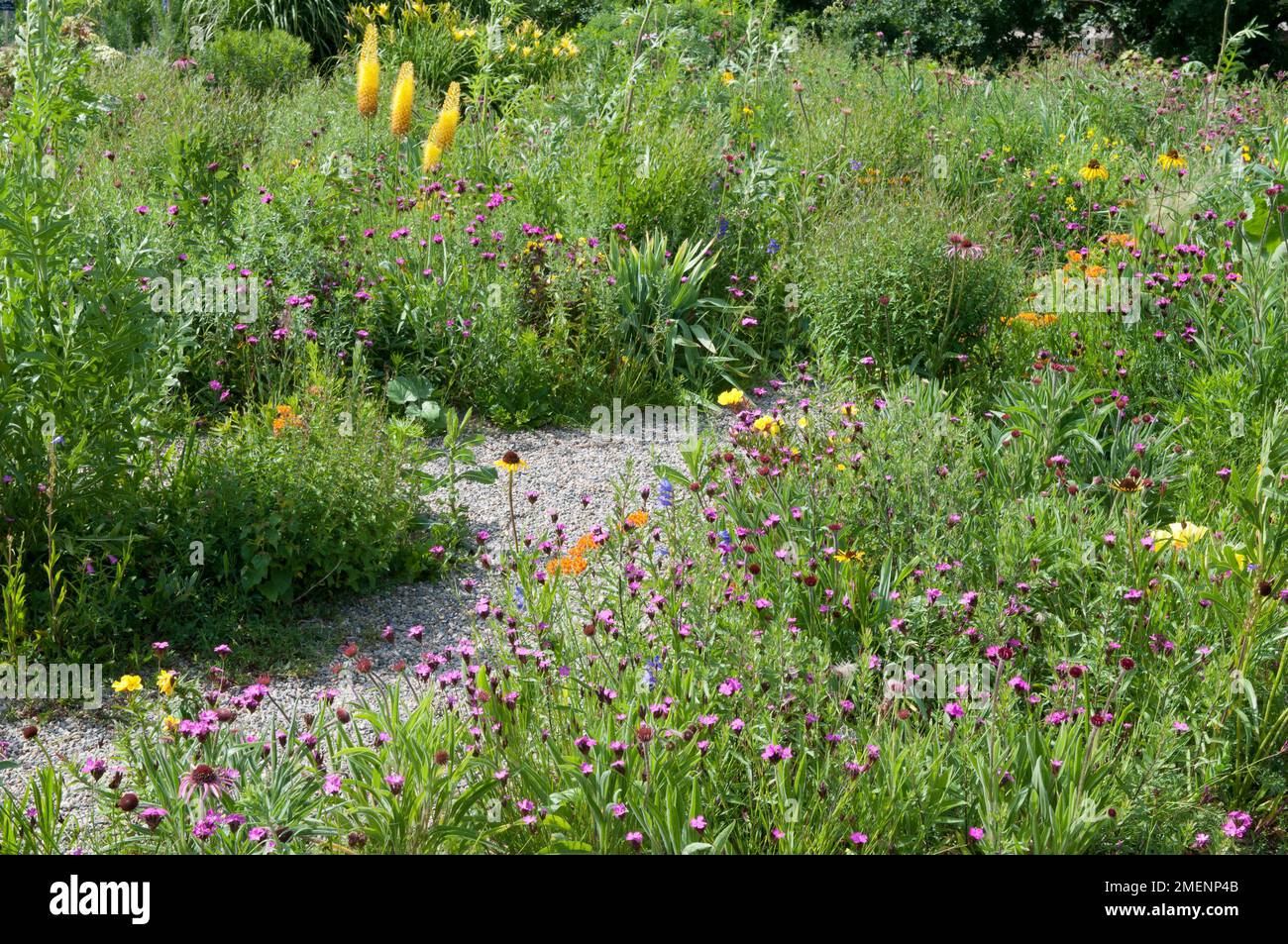 Wildflower varieties hi-res stock photography and images - Alamy