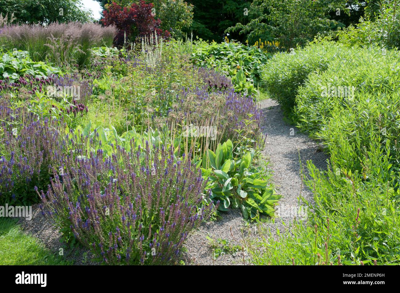 Meadow-style plants growing in a garden Stock Photo - Alamy