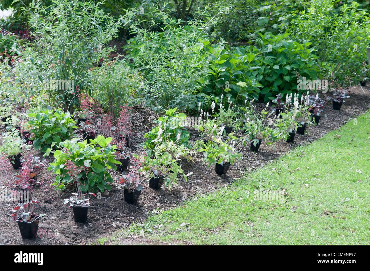 Potted perennial plants aligned along border, ready to be planted Stock ...