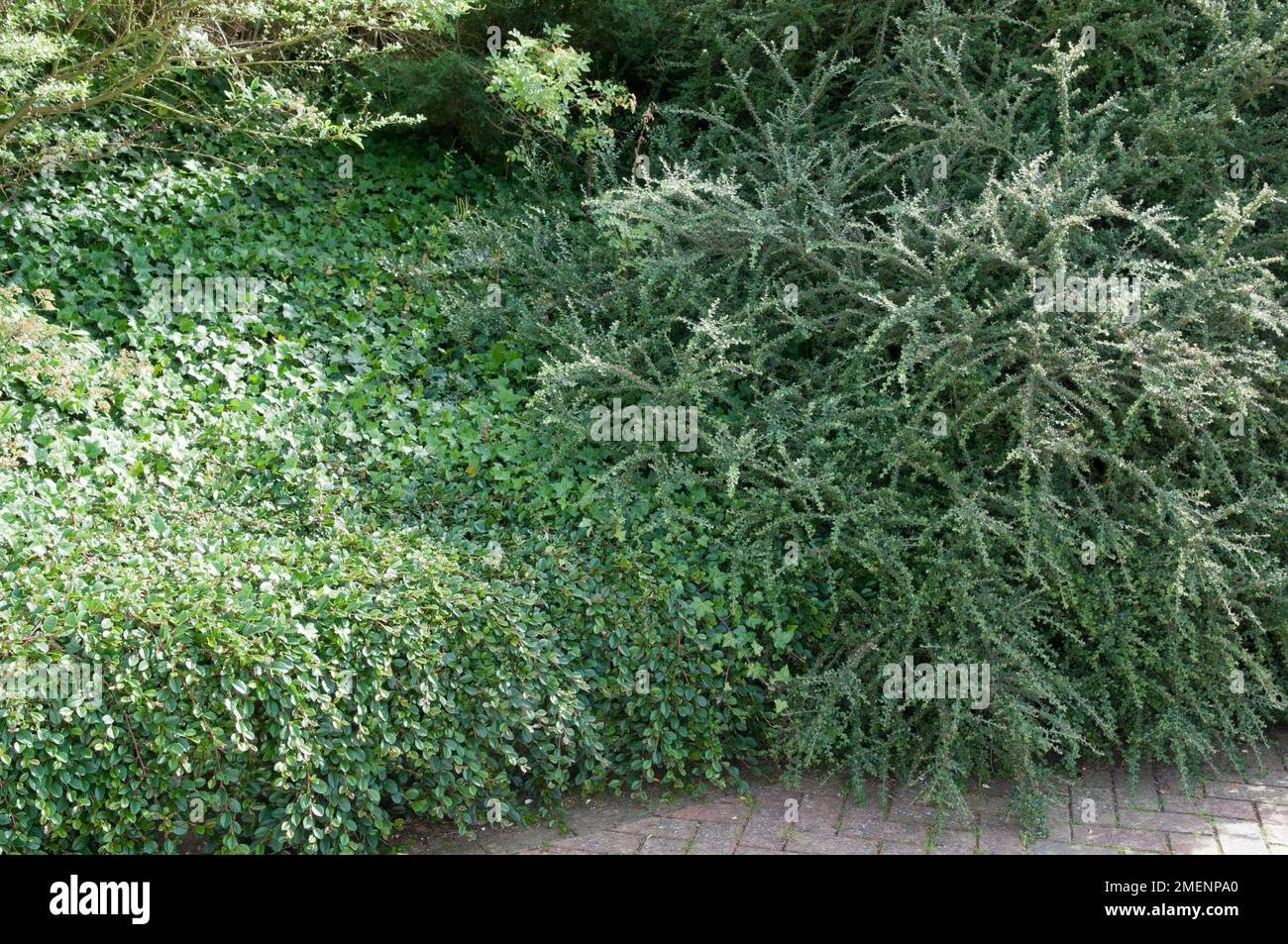 Garden path with Hedera (Ivy) and Cotoneaster growing over bank Stock ...