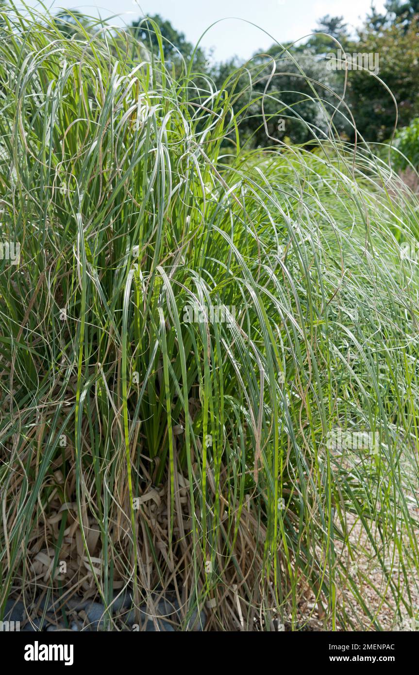 Long, bushy green grasses in garden, close-up Stock Photo - Alamy
