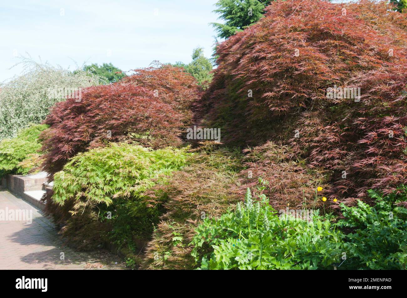 Acer varieties hi-res stock photography and images - Alamy