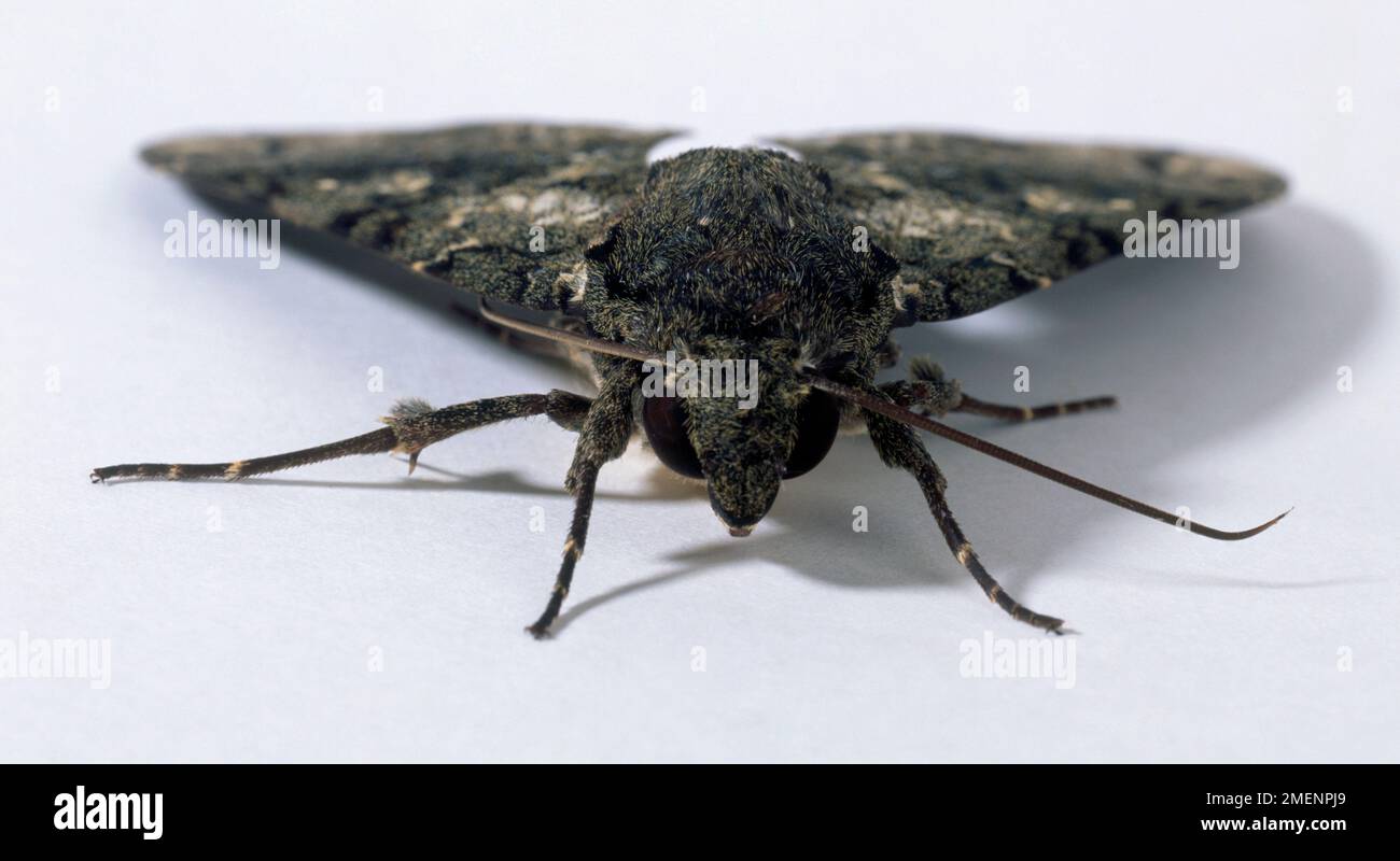 Front view of a moth Stock Photo - Alamy