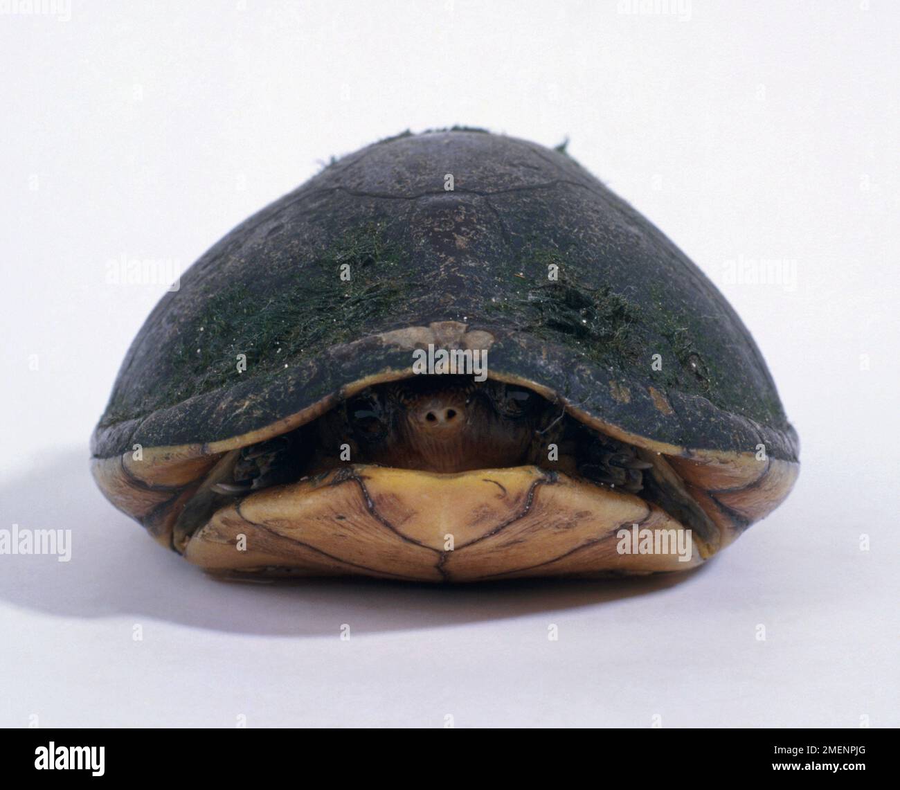 Tortoise in a shell Stock Photo - Alamy