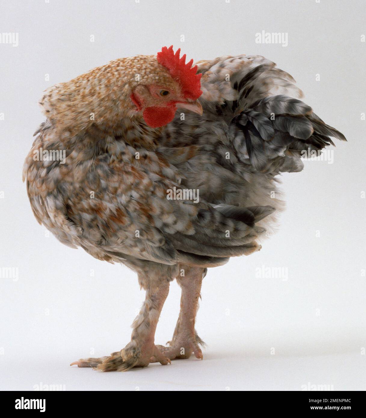 Cockerel bird domestic fowl poultry hi-res stock photography and images ...