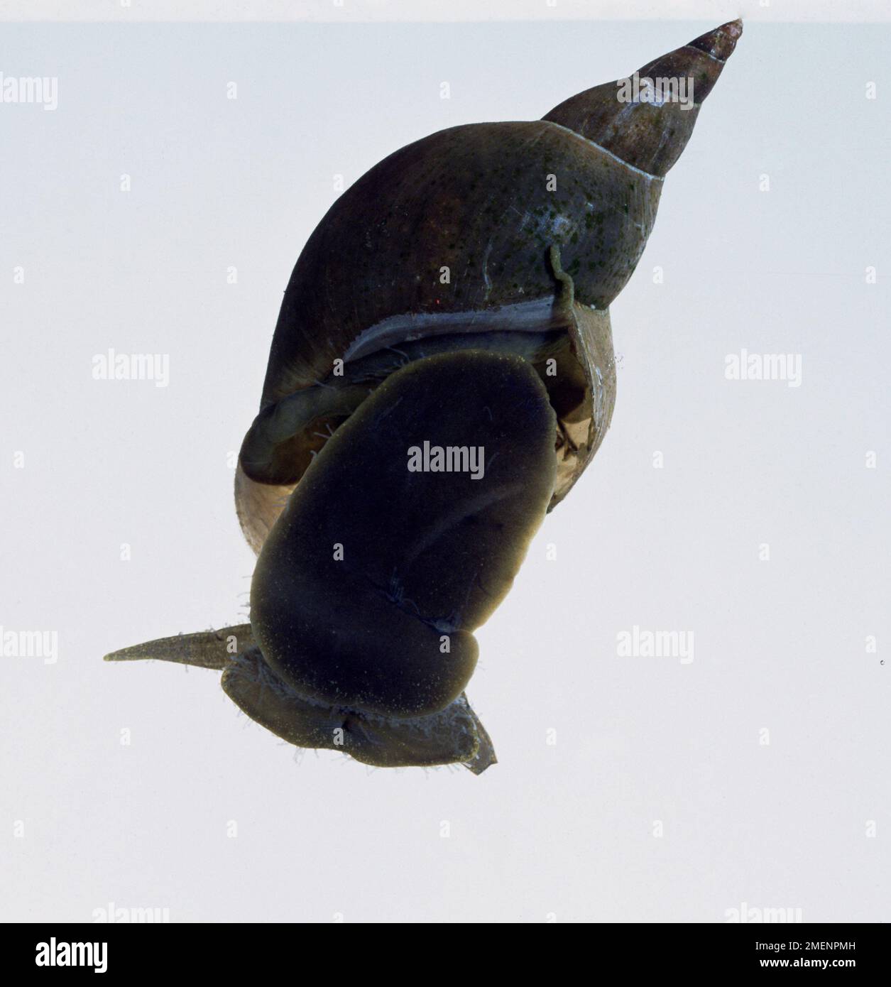 Underside view of Pond Snail Stock Photo - Alamy