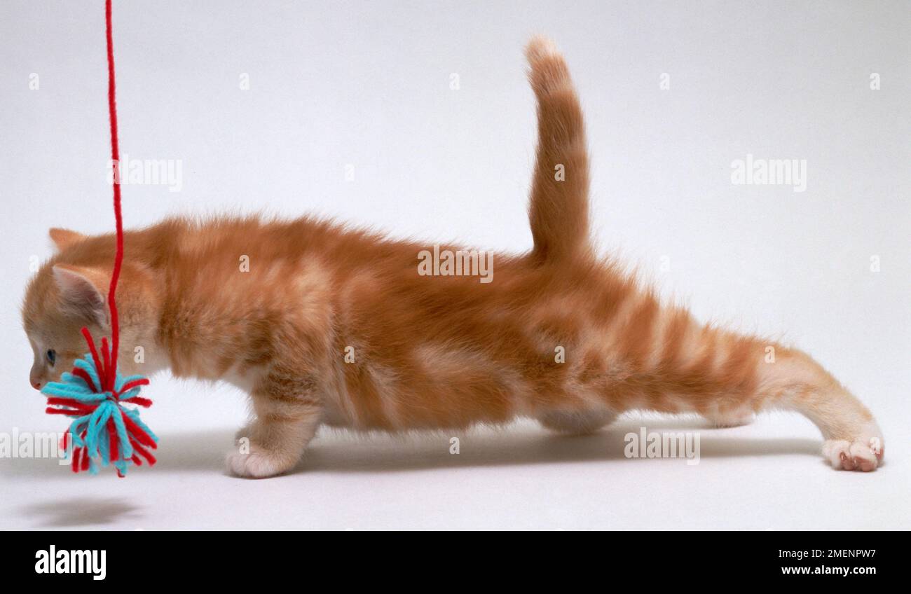 Muscle Cat