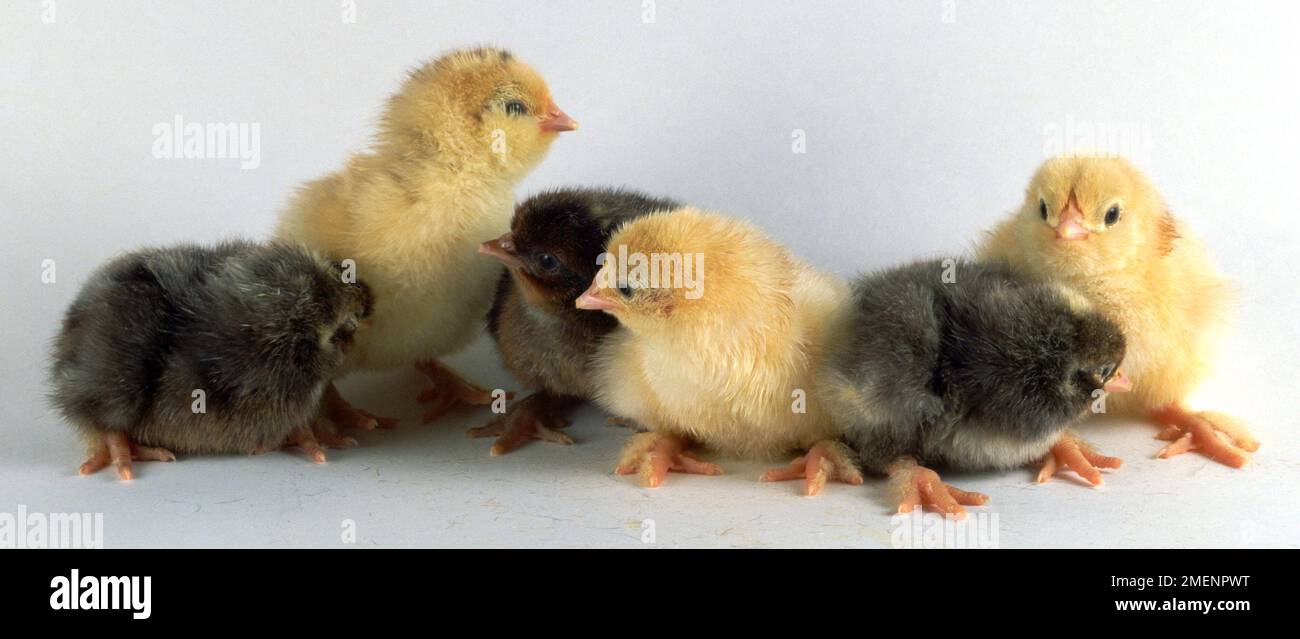 Bird development hi-res stock photography and images - Alamy